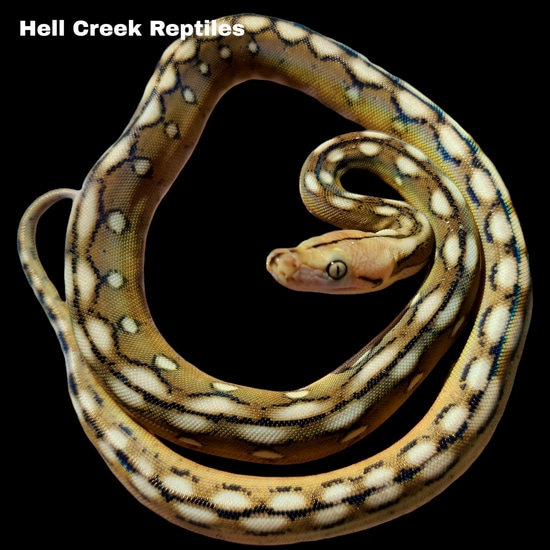 Super Dwarf Motley Tiger 100% Double Het Purple Snow Reticulated Python ...