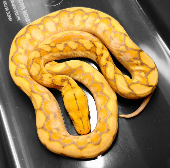 Kalaotoa Super Dwarf Purple 100% Het Anery Reticulated Python by Hell ...