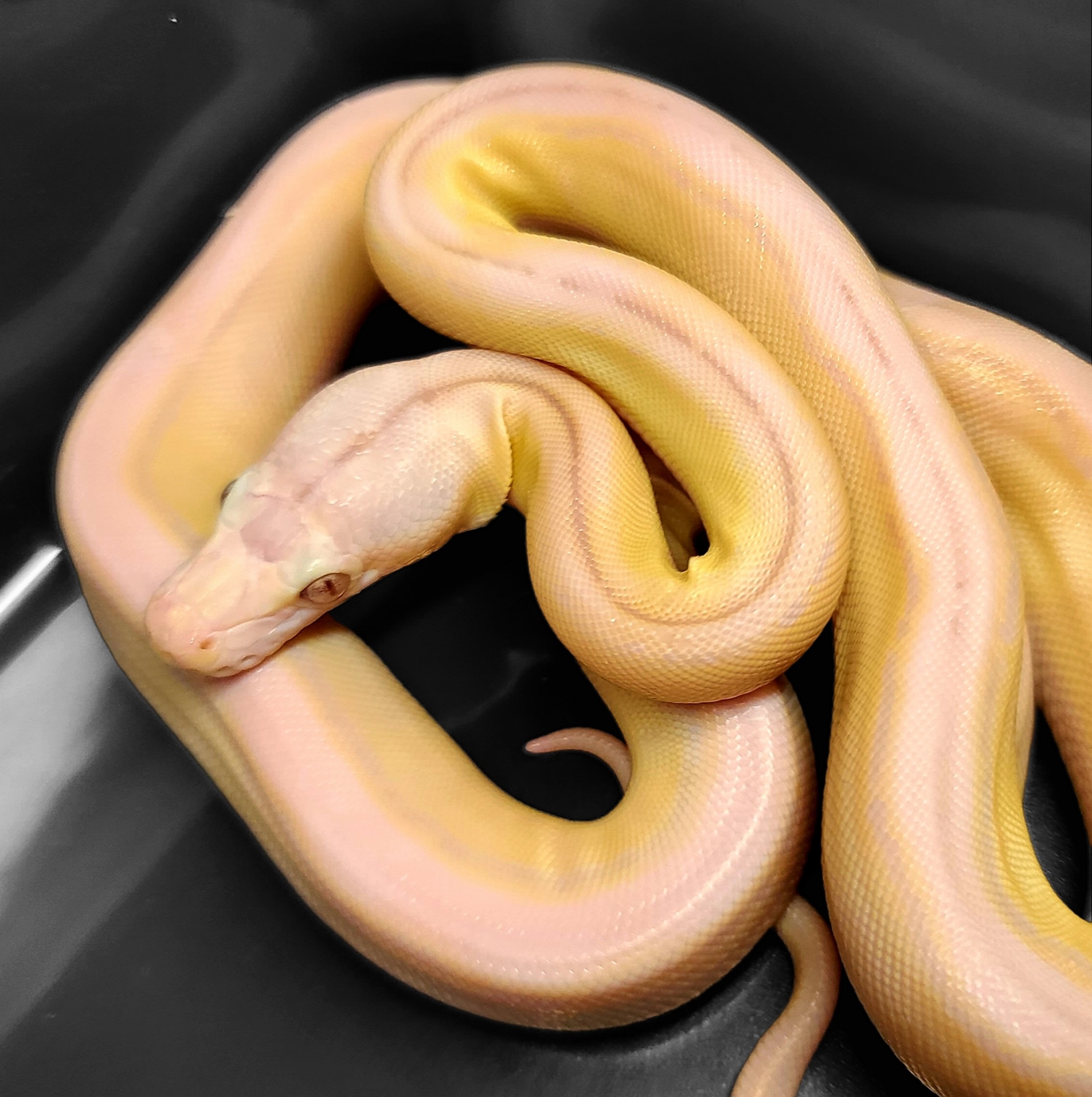 Super Dwarf Motley Tiger Purple Snow Reticulated Python by Hell Creek ...
