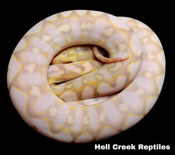 Super Dwarf Purple Snow Reticulated Python by Hell Creek Reptiles ...