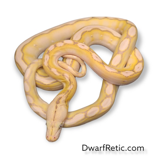 Kalatoa Super Dwarf Motley Purple Snow Reticulated Python by Hell Creek ...