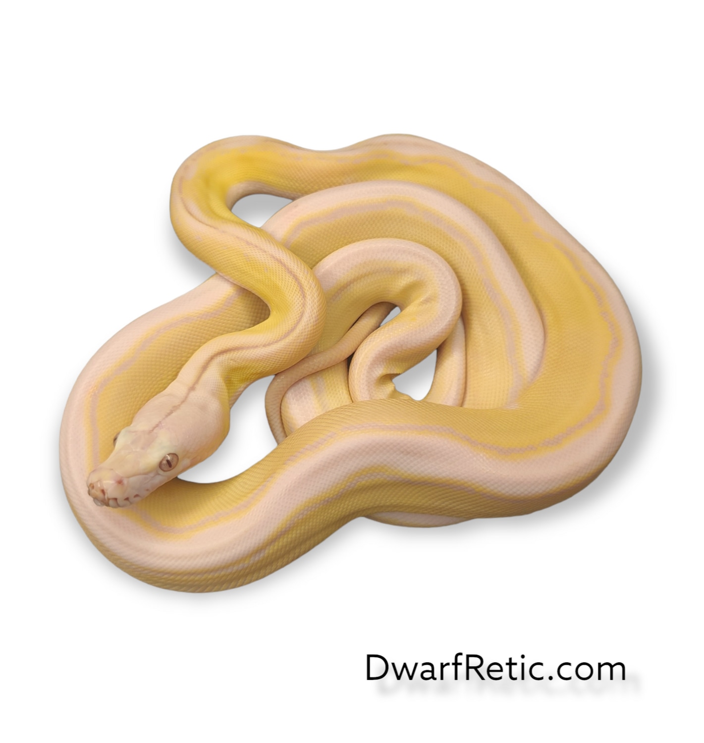 Super Dwarf Motley Tiger Purple Snow Reticulated Python by Hell Creek ...