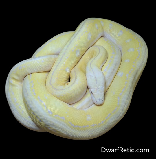 Kalaotoa Motley Tiger Purple Snow Reticulated Python by Hell Creek Reptiles