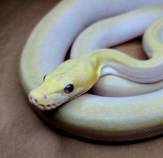 Kalaotoa Super Dwarf Super Motley Purple Snow Tiger Reticulated Python ...