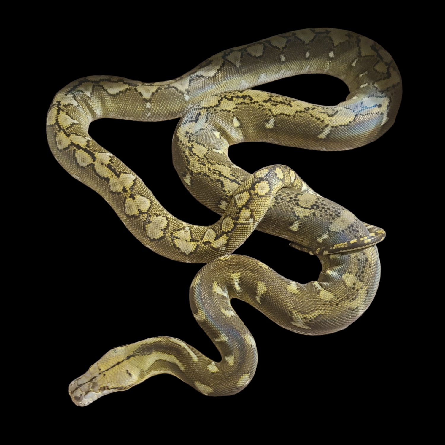 50% Super Dwarf Phantom Poss Double Het Purple Snow Reticulated Python ...