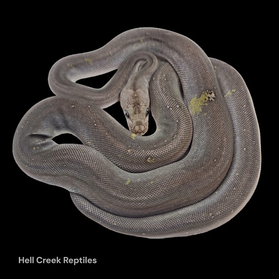 Kalatoa Super Dwarf Super Motley 100% Double Het Purple Snow ...