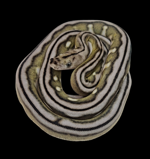 Kalatoa Super Dwarf Motley Supertiger 100% Double Het Purple Snow ...