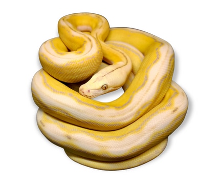 Hell Creek Reptiles - MorphMarket