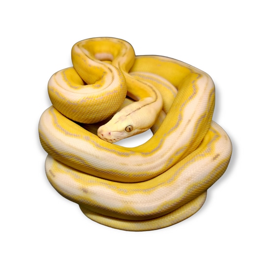 50% Super Dwarf Purple Motley Tiger Poss Snow Or Het Anery. Reticulated ...