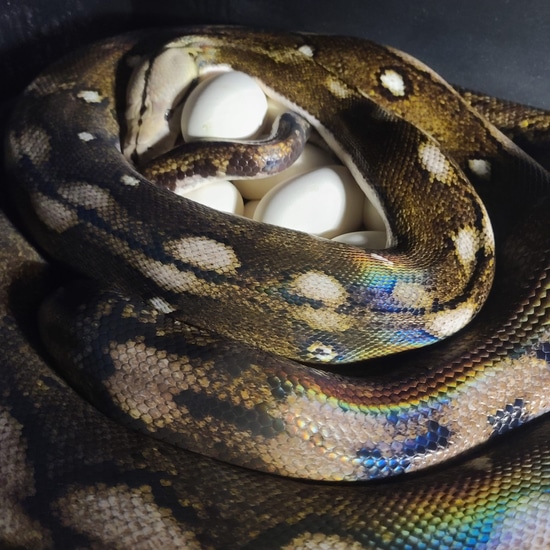 50% Super Dwarf Motley Tiger 100% Double Het Purple Snow Reticulated ...