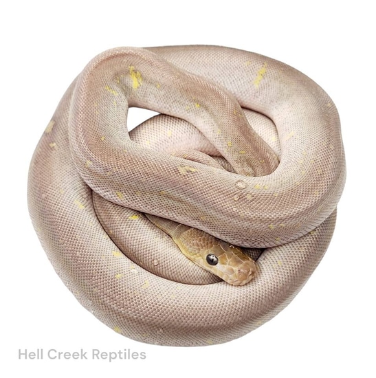 Kalaotoa Super Dwarf Super Motley Tiger 100% DH Purple Snow Reticulated ...