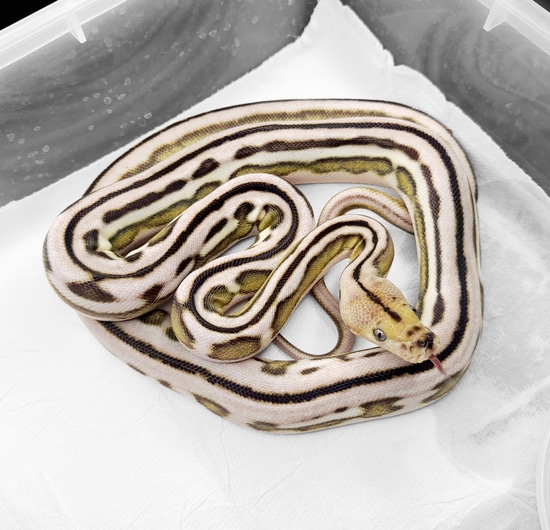 50% Super Dwarf Super Tiger Motley Anery 100% Het Purple Reticulated ...