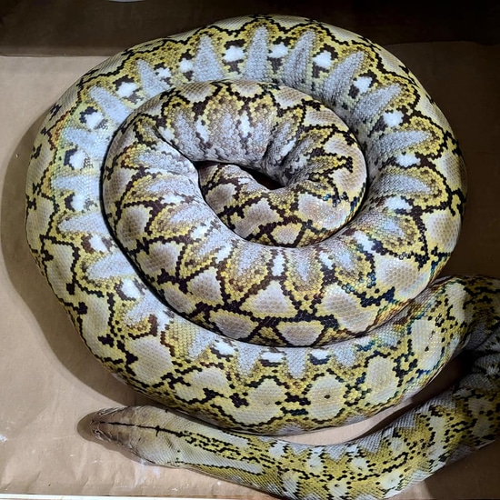 Pure Kalaotoa Reticulated Python by Hell Creek Reptiles