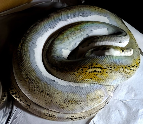 Sunfire Pied Poss Het Albino Reticulated Python by Hell Creek Reptiles