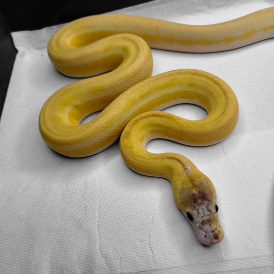 Golden Child Ultra Ivory Tiger Poss DH Anery Pied Reticulated Python by ...