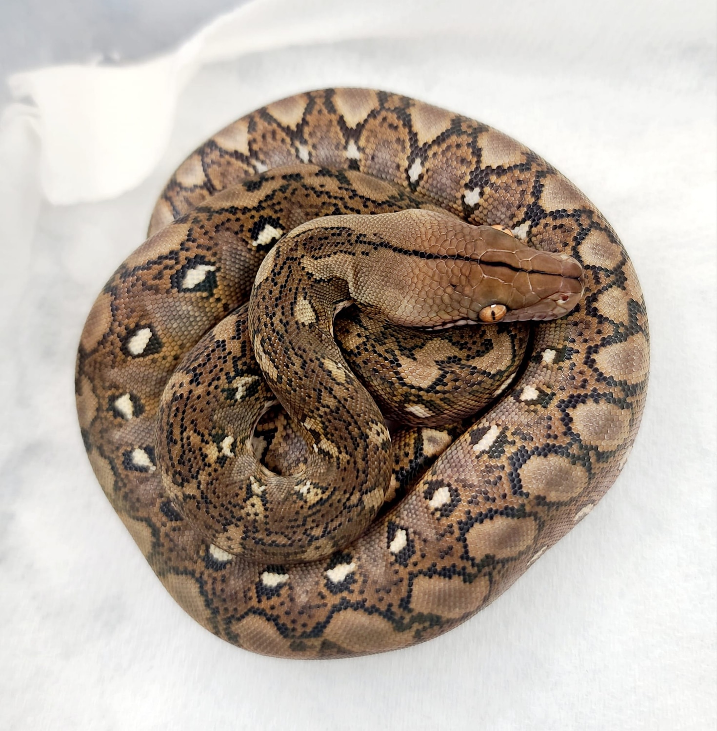 Kalaotoa HOGS Reticulated Python by Hell Creek Reptiles - MorphMarket