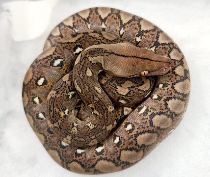 Kalatoa Super Dwarf Super Phantom Possible Tiger Possible Het Anery ...