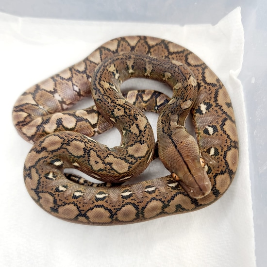 Kalaotoa HOGS Reticulated Python by Hell Creek Reptiles