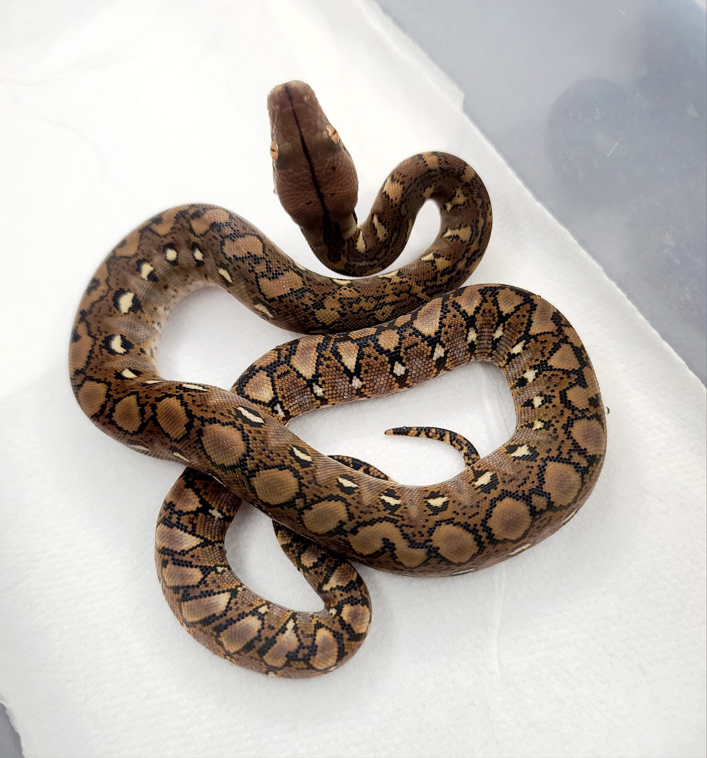 Kalaotoa HOGS Reticulated Python by Hell Creek Reptiles - MorphMarket