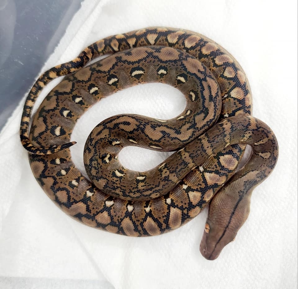 Kalaotoa HOGS Male Reticulated Python by Hell Creek Reptiles - MorphMarket