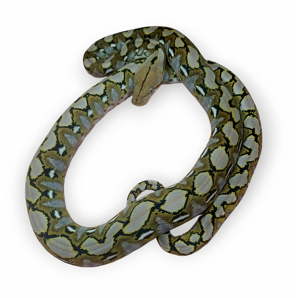 Kalatoa Super Dwarf Anery 100% Het Purple Reticulated Python by Hell ...