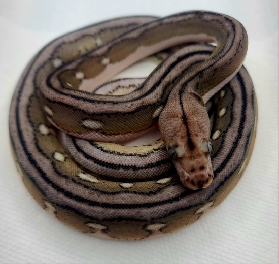 Kalaotoa Super Dwarf Anery Super Tiger Motley 100% Het Purple ...