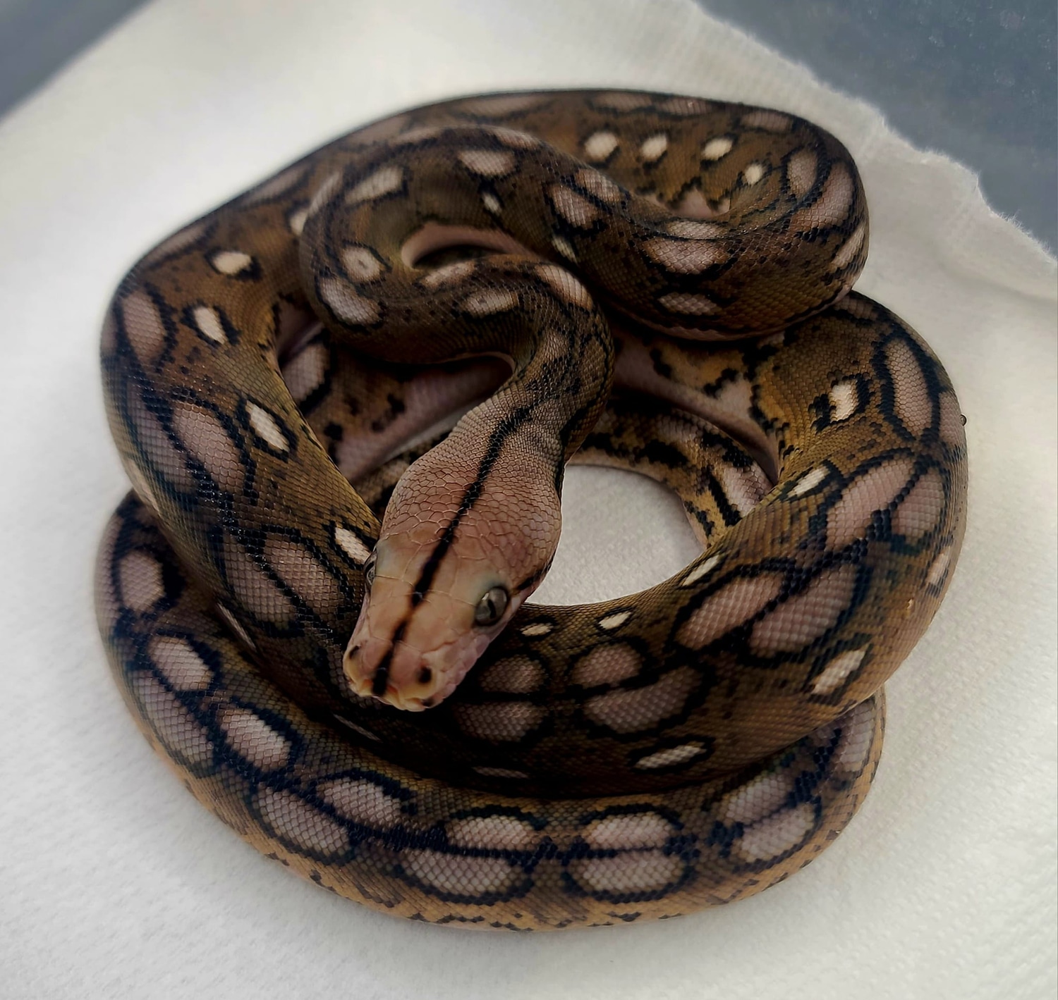 Kalatoa Super Dwarf Motley Tiger Double 100% Het Purple Snow ...
