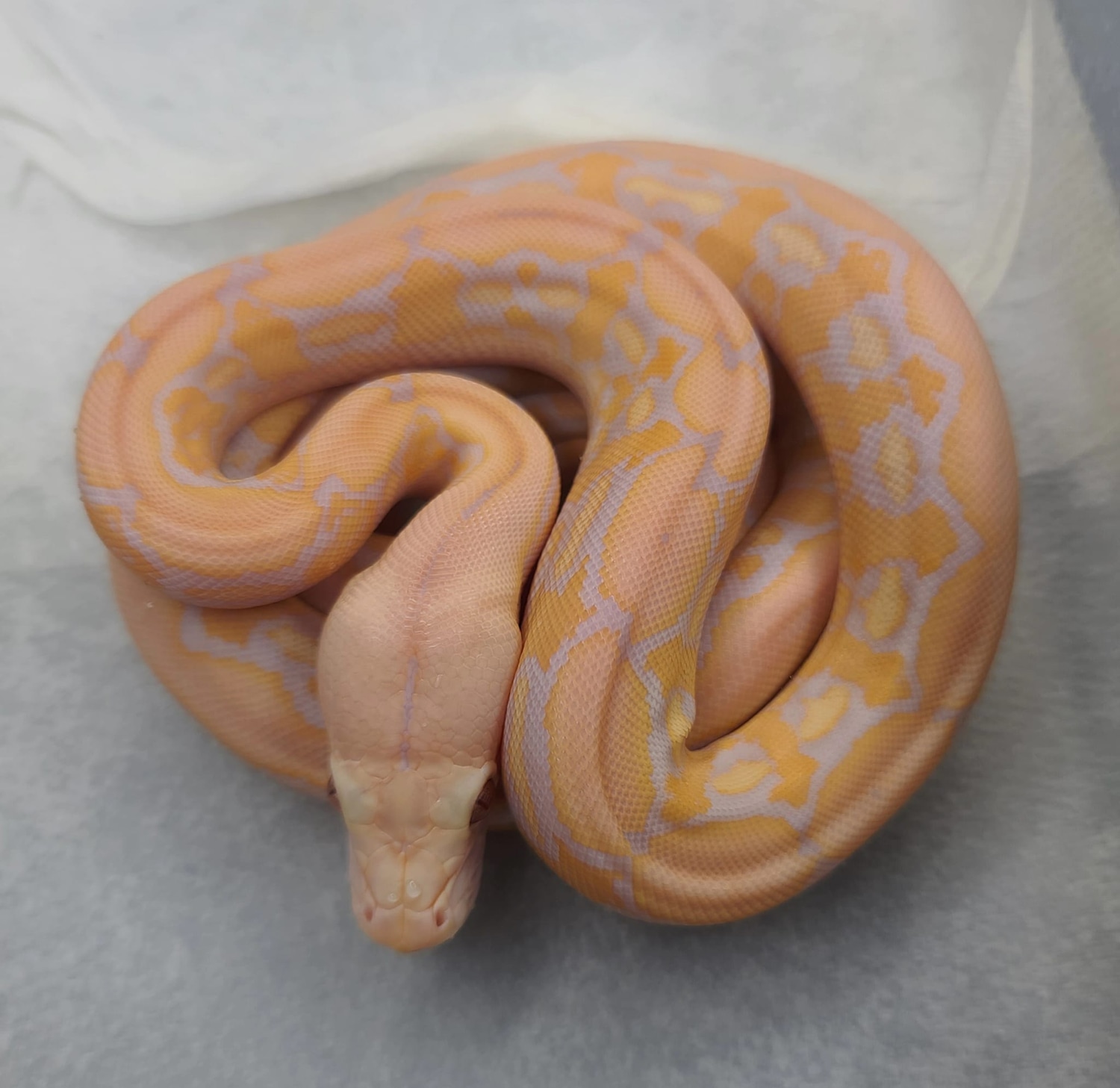 Kalatoa Super Dwarf Purple Tiger 100% Het Anery Reticulated Python by ...