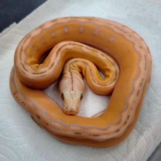 Kalatoa Super Dwarf Purple Motley Tiger 100% Het Anery Reticulated ...