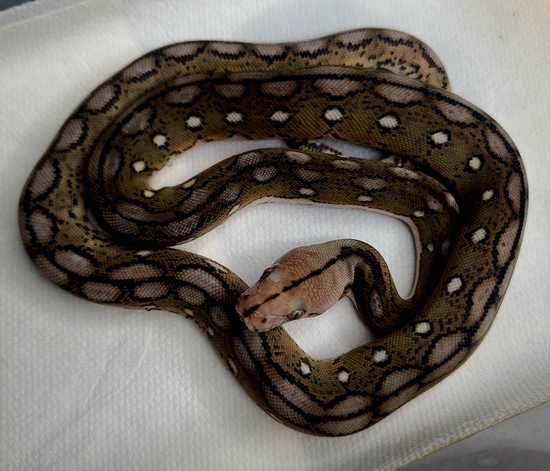 Kalatoa Super Dwarf Motley Tiger 100% Double Het Purple Snow ...