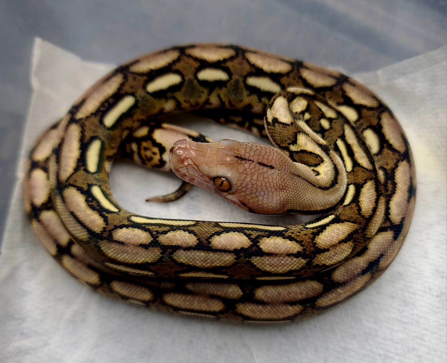 Kalatoa Super Dwarf Tiger 100% Double Het Purple Snow Reticulated ...