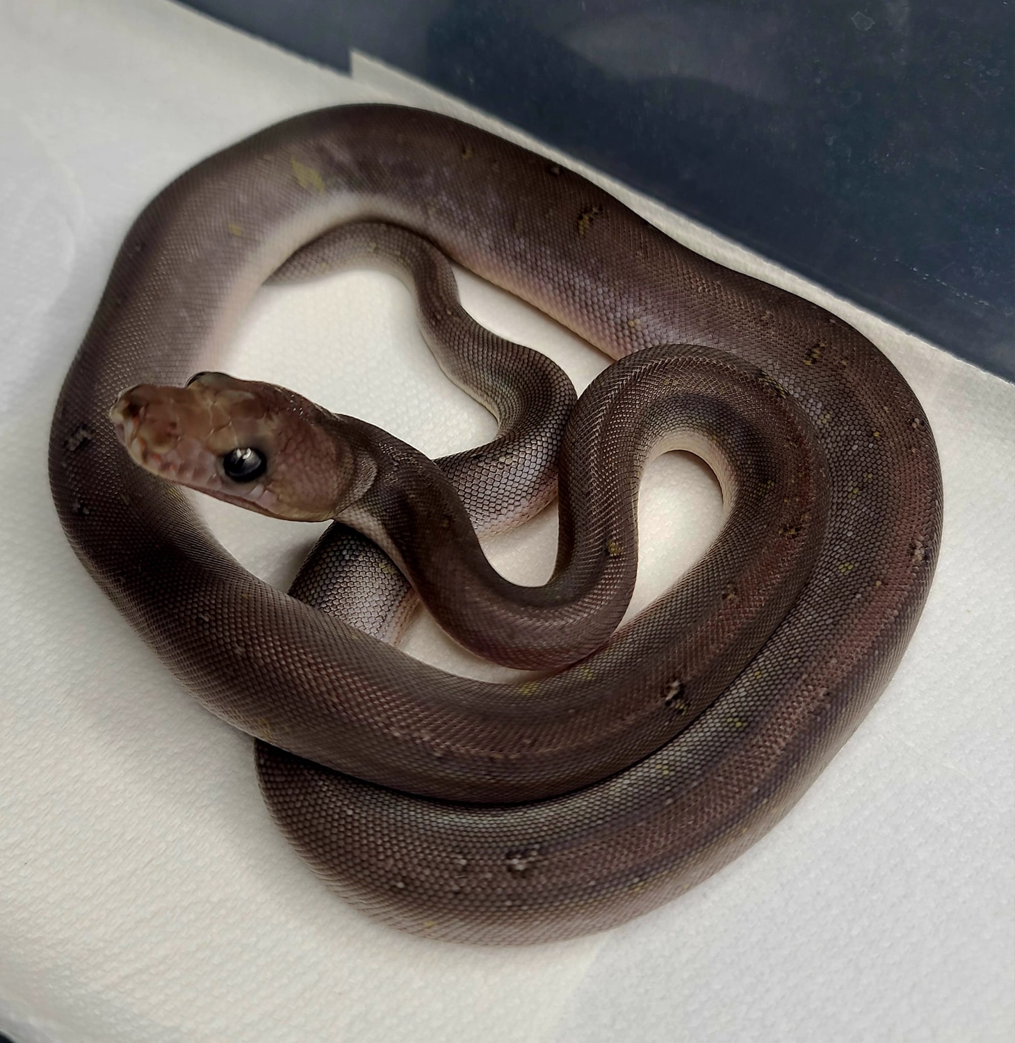 Kalatoa Super Dwarf Super Motley 100% Double Het Purple Snow ...