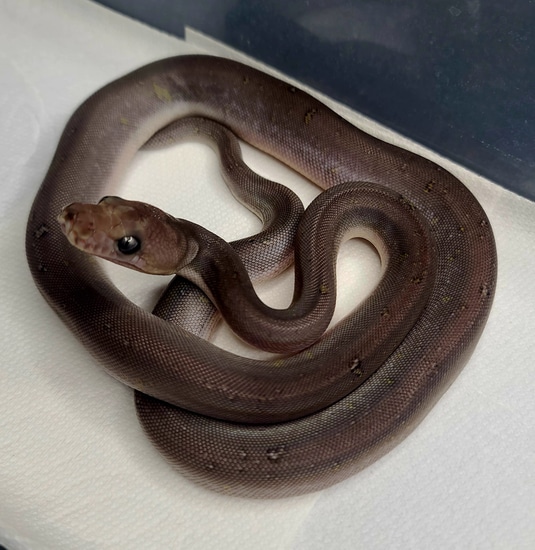 Kalatoa Super Dwarf Super Motley 100% Double Het Purple Snow ...