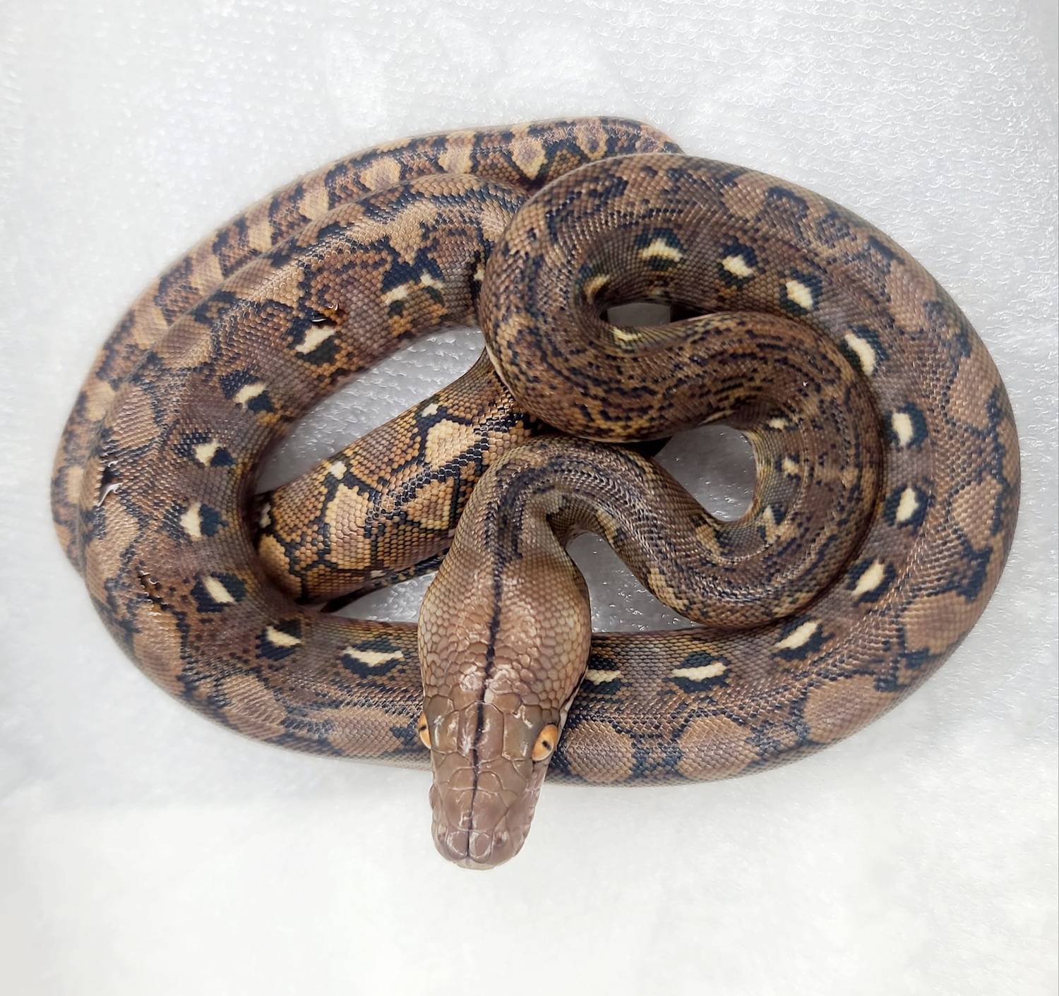 Kalaotoa HOGS Reticulated Python by Hell Creek Reptiles - MorphMarket