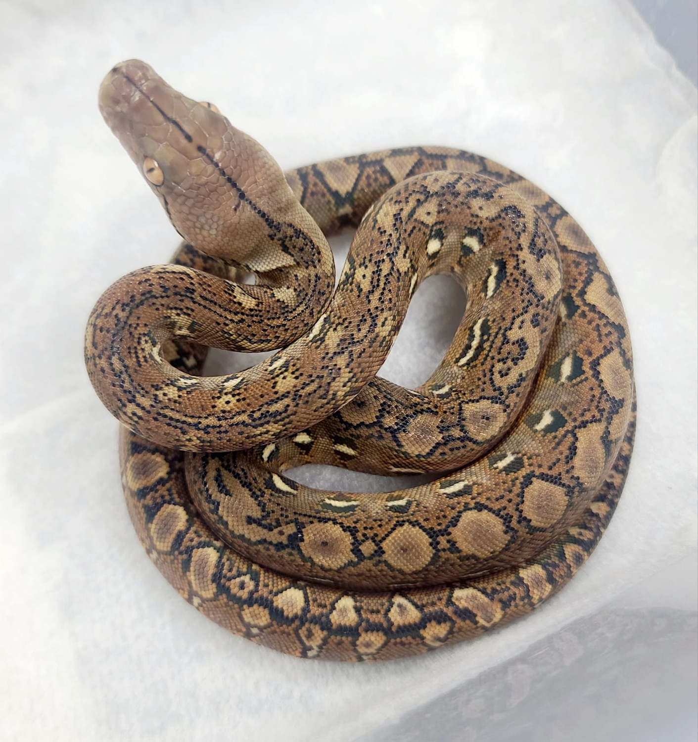 Kalaotoa HOGS Reticulated Python by Hell Creek Reptiles - MorphMarket