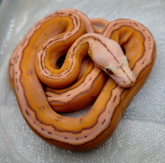 Kalatoa Super Dwarf Purple Motley 100% Het Anery Reticulated Python by ...