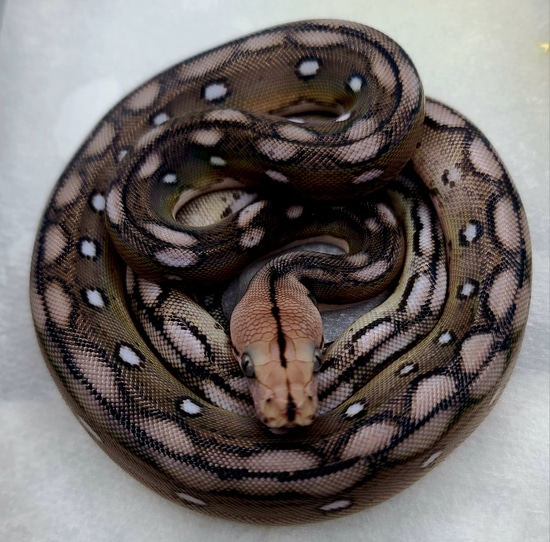 Kalatoa Super Dwarf Anery Motley Tiger 100% Het Purple Reticulated ...