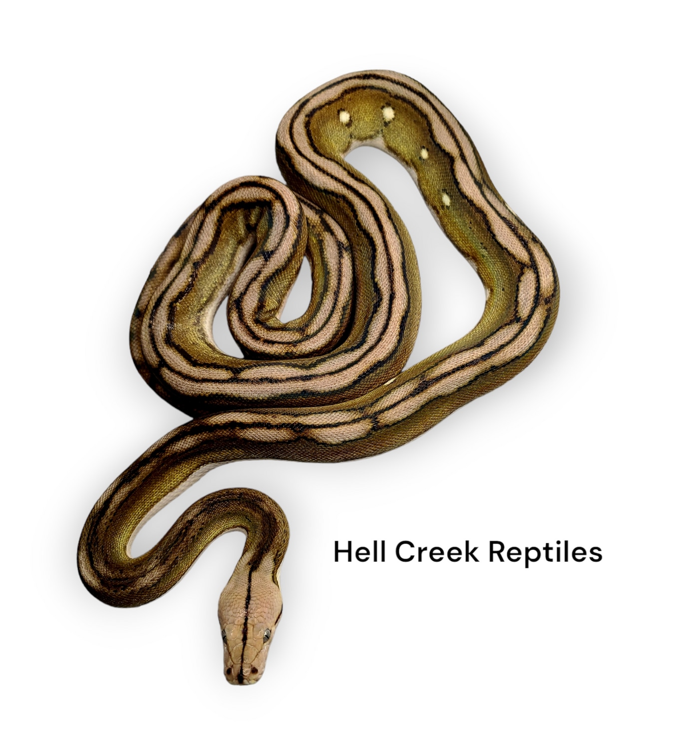 Super Dwarf Anery Motley Tiger 100% Het Purple Reticulated Python by ...