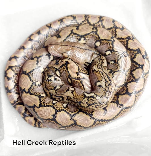 Kalatoa Het Pied Pos Het Albino Reticulated Python by Hell Creek Reptiles
