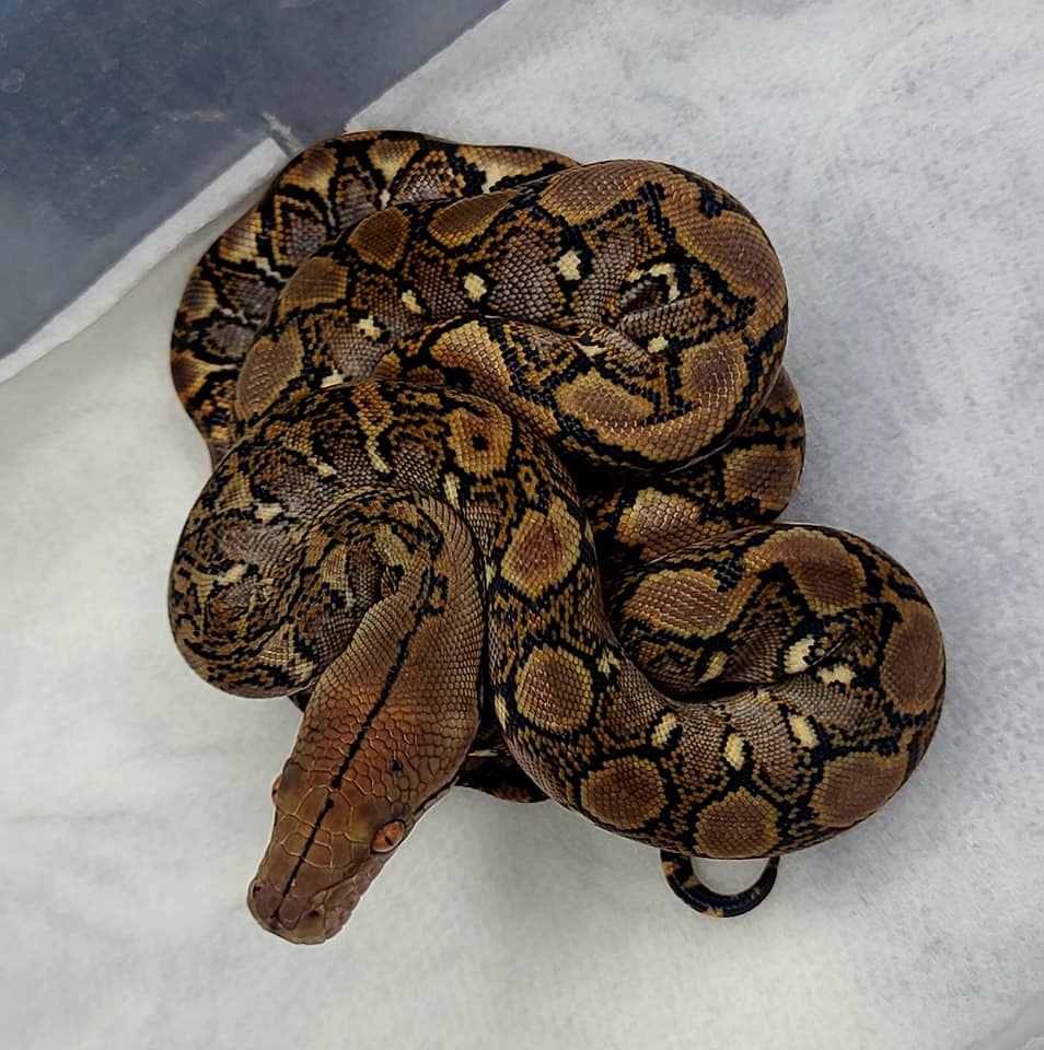 Kalatoa Het Pied Pos Het Albino Reticulated Python by Hell Creek ...