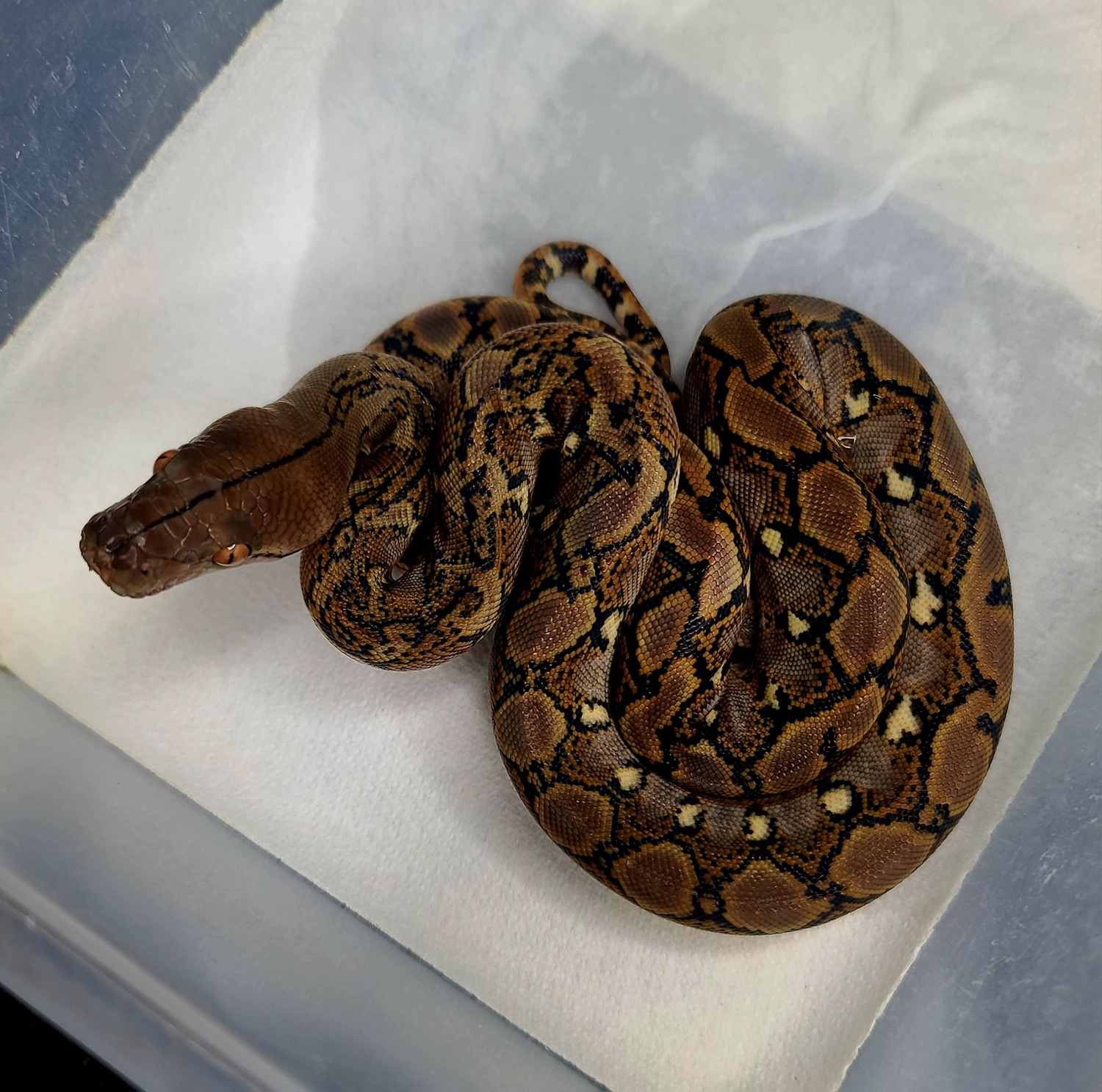 Kalatoa Het Pied Pos Het Albino Reticulated Python by Hell Creek ...