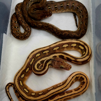 Kalatoa Super Dwarf Super Phantom Possible Tiger Possible Het Anery And ...