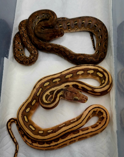 Kalatoa Cow Tiger Makers Reticulated Python by Hell Creek Reptiles
