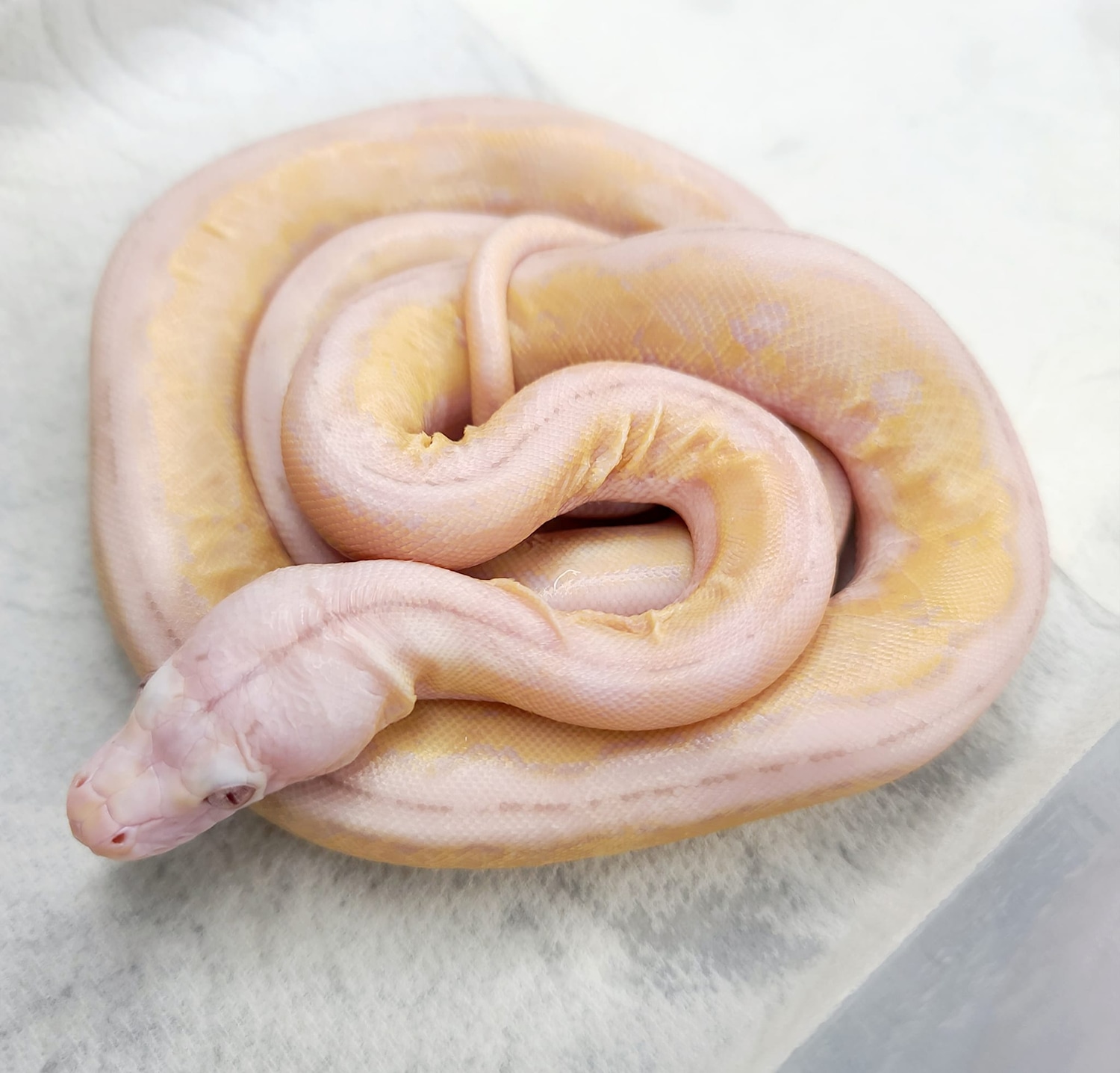 Kalatoa Super Dwarf Moltey Tiger Snow Reticulated Python by Hell Creek ...