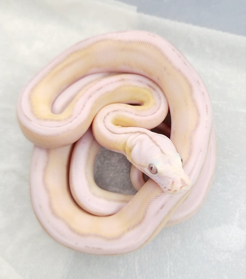 Kalatoa Super Dwarf Moltey Tiger Snow Reticulated Python by Hell Creek ...