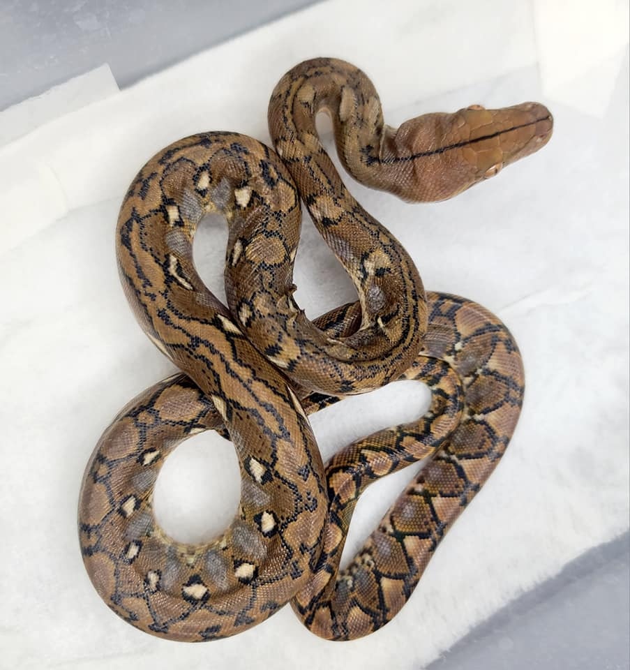 Kalatoa Super Dwarf Wild Type Poss Het Anery Reticulated Python by Hell ...