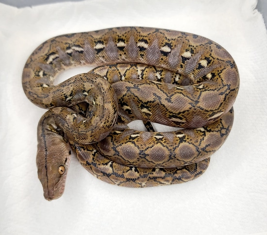 Kalatoa Super Dwarf Wild Type Poss Het Anery Reticulated Python by Hell ...
