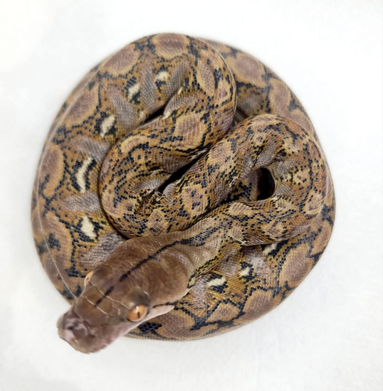 Kalatoa Super Dwarf Wild Type Reticulated Python by Hell Creek Reptiles