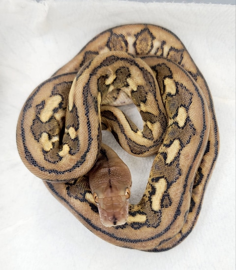 Kalatoa Super Dwarf Tiger Poss Het Anery Reticulated Python by Hell ...