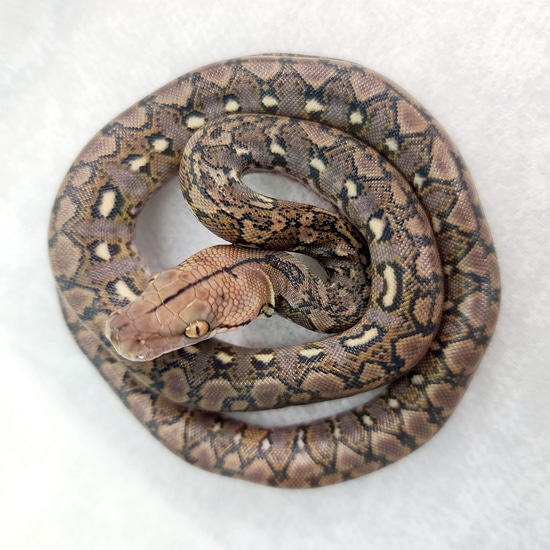 Pure F3 Kalaotoa Reticulated Python by Hell Creek Reptiles
